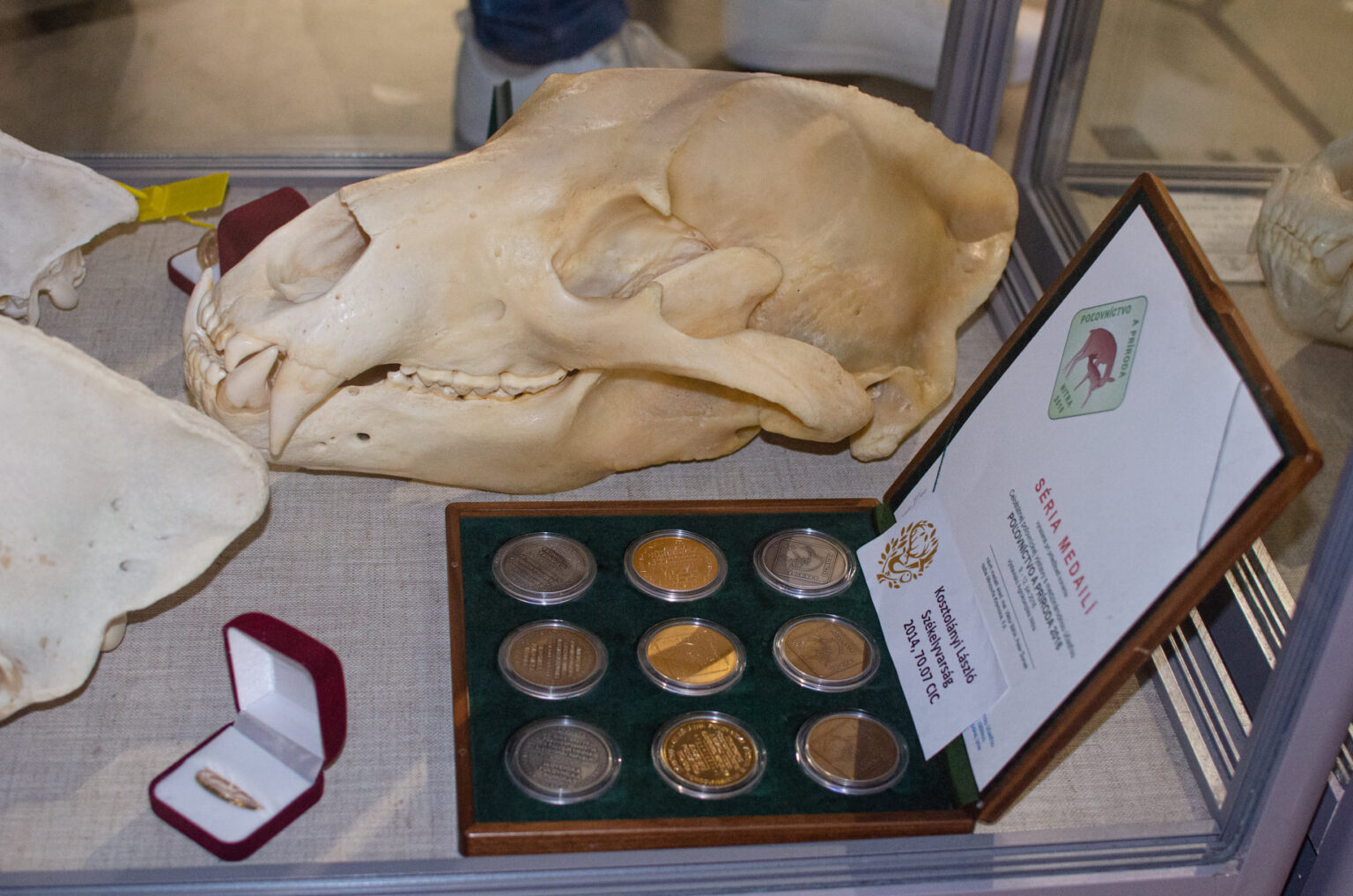 Expoziția de trofee „H – Hunting Prize”, între 26 aprilie și 12 mai, la ...